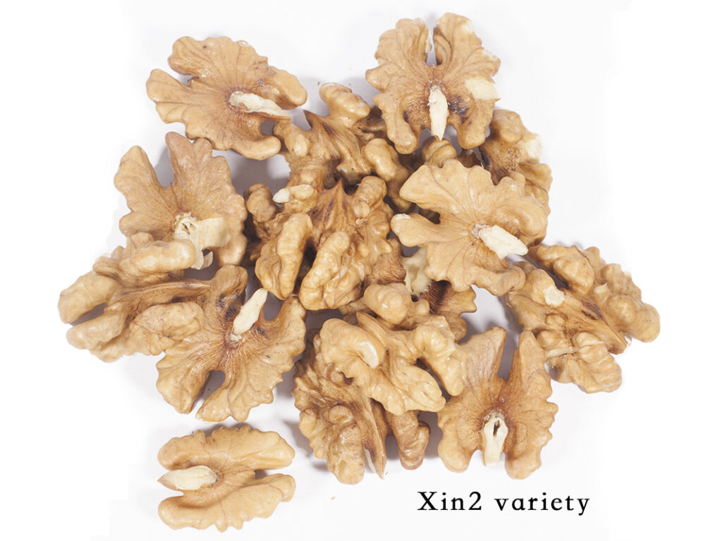Walnut halves – HWC Walnuts | Wangchang Food